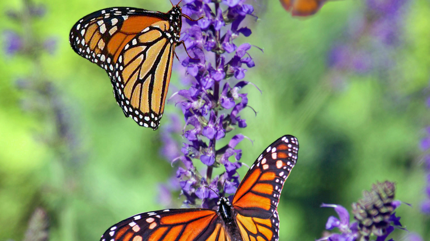 Wings of Hope – Hospice of Wichita Falls
